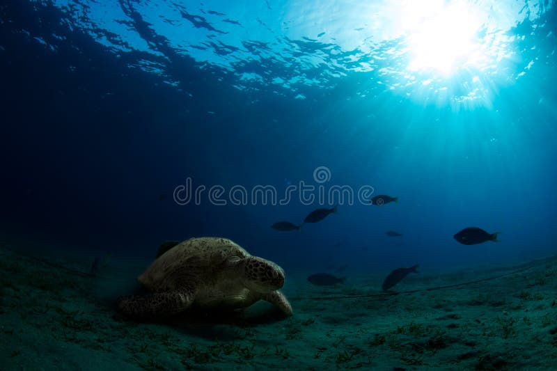 Low Angle Shot of a Turtle and Fish Captured at the Bottom of the Ocean ...