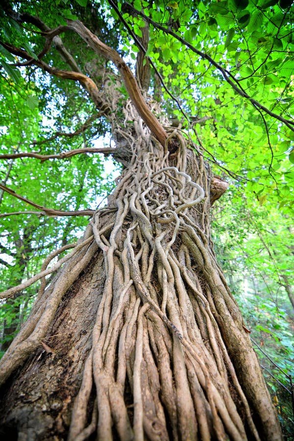 Low-angle Shot of the Twine Roots of the Tree Stock Photo - Image of ...