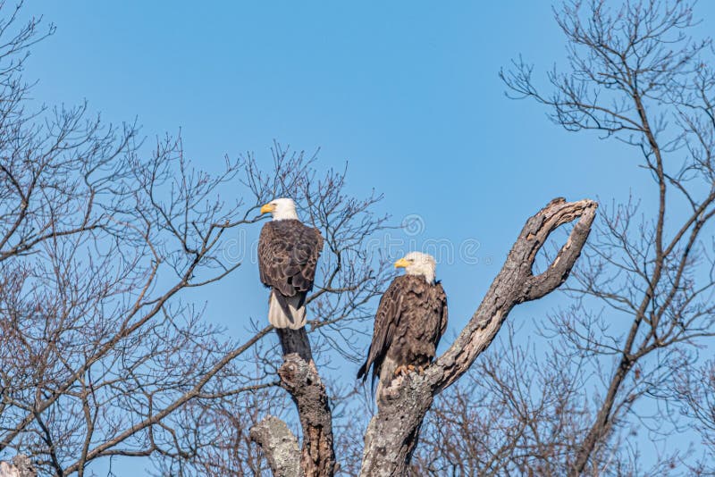 Low Angle Shot of Two Bald Eagles Perched on a Branch Stock Image ...