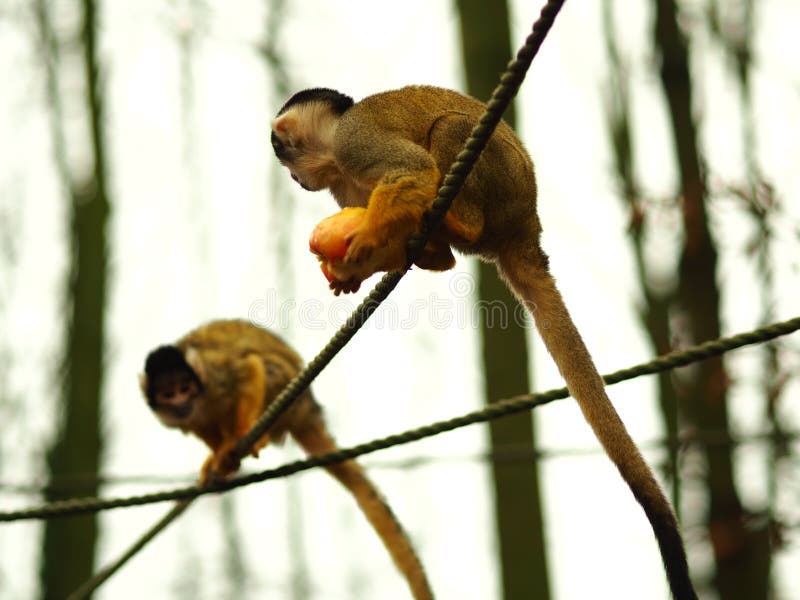 Low Angle Shot of Two Monkeys Sitting Next To Each Other on a Rope ...