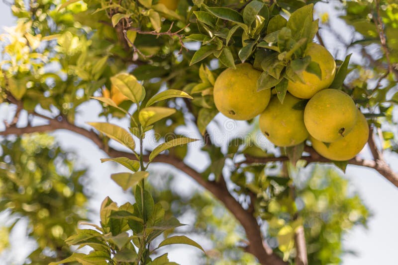462 Bergamot Orange Tree Photos - Free & Royalty-Free Stock Photos from ...