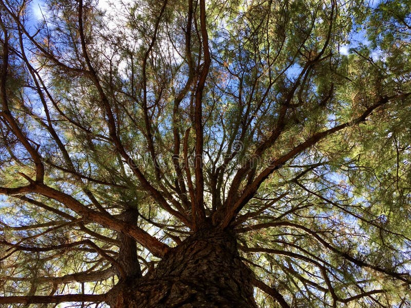 Low Angle Shot Up the Trunk of a Tree Stock Photo - Image of wood, leaf ...