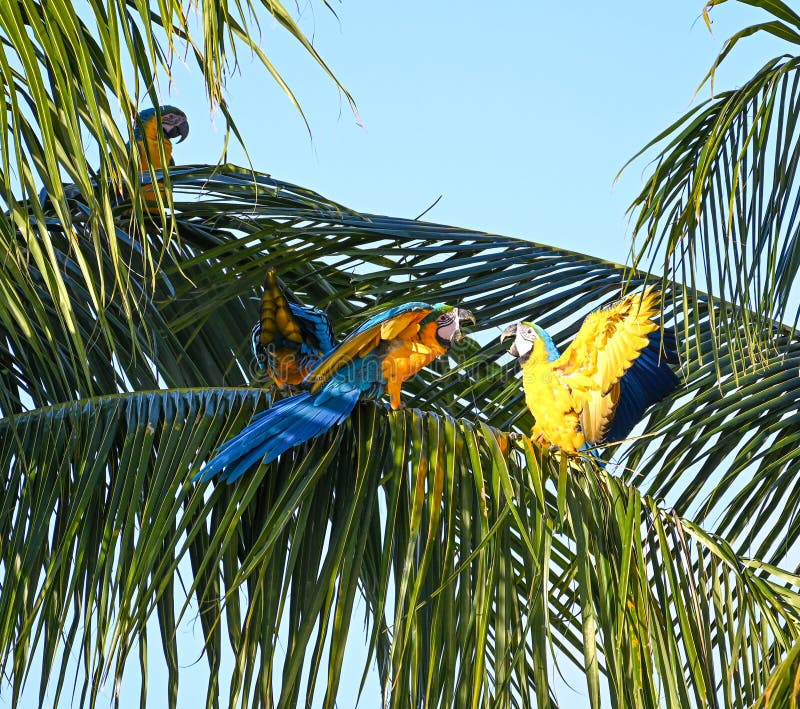 Low Angle Shot of Vibrant Macaws Perched on a Palm Tree in a Lush ...