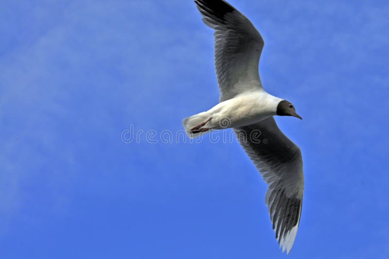 Low Angle Shot of a Water Bird Flying in the Clear Blue Sky Stock Photo ...
