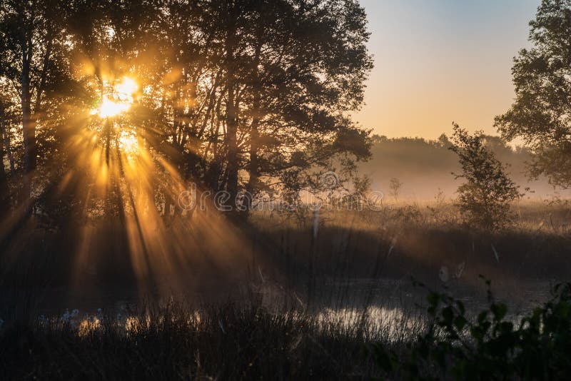 Low Angle Shot of a Water Stream, Trees, and Grassland Stock Image ...