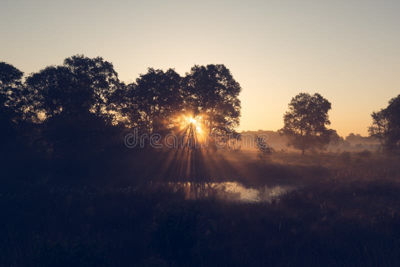 Low Angle Shot of a Water Stream, Trees, and Grassland Stock Image ...