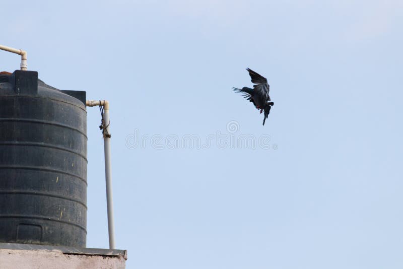 Low Angle Shot of a Water Tank with a Bird Flying in a Clear Blue Sky ...