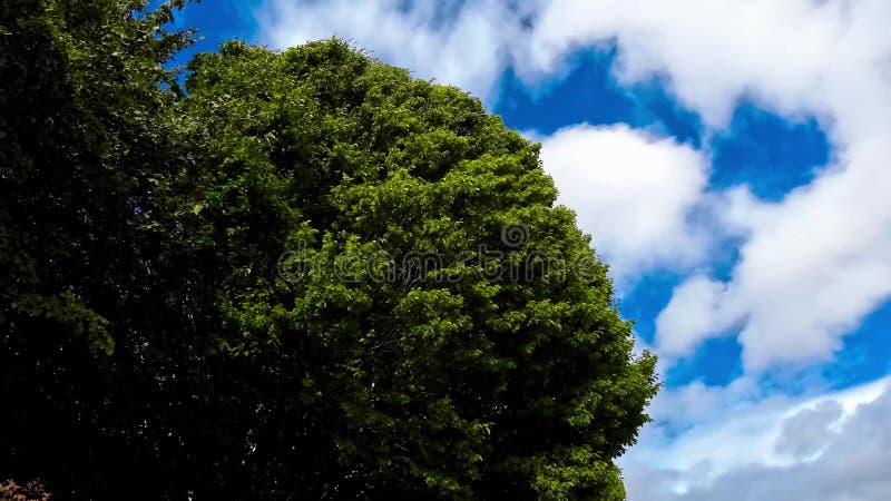 Low Angle Shot of the Wind Moving the Branches of Big Evergreen Tree ...