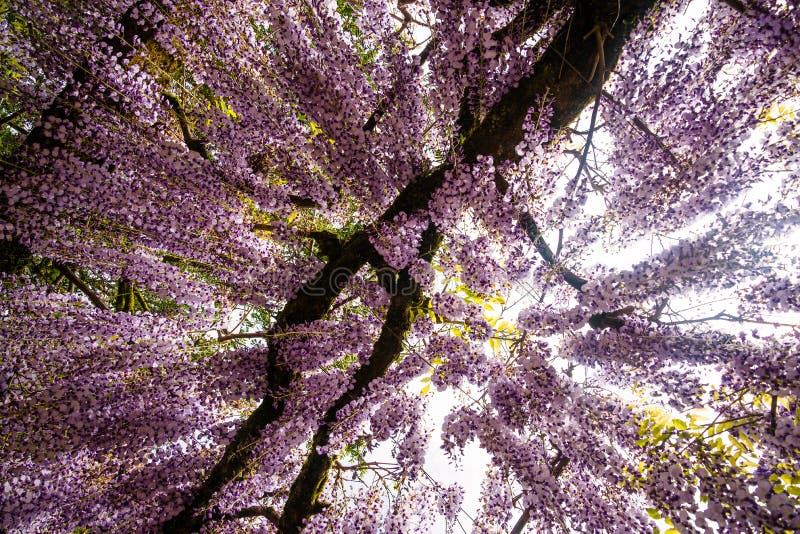 Low Angle Shot of a Wisteria Tree Stock Image - Image of floral, summer ...