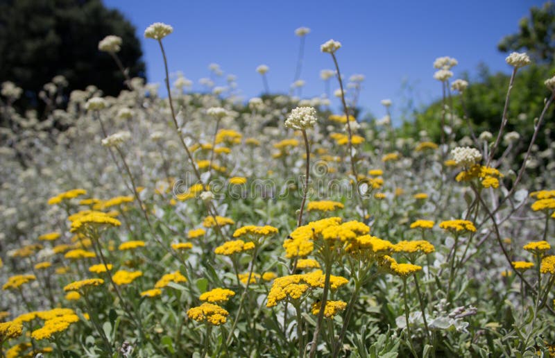 Low Angle Shot of Yellow and White Yarrow Field in a Daylight Stock ...