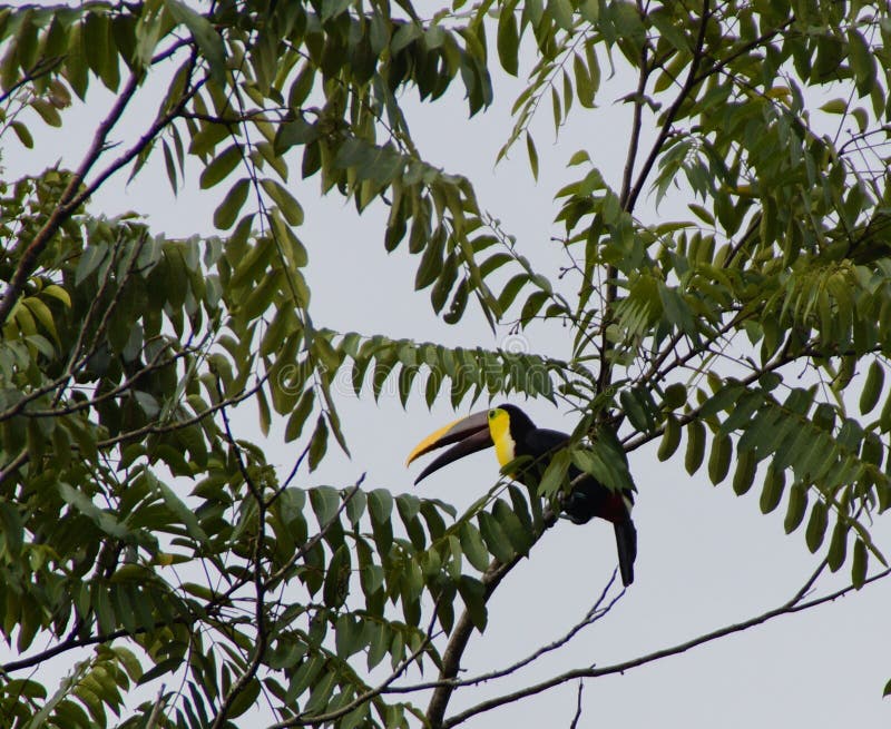 Low Angle Side View of Choco Toucan Perched on Green Tree Branch Stock ...