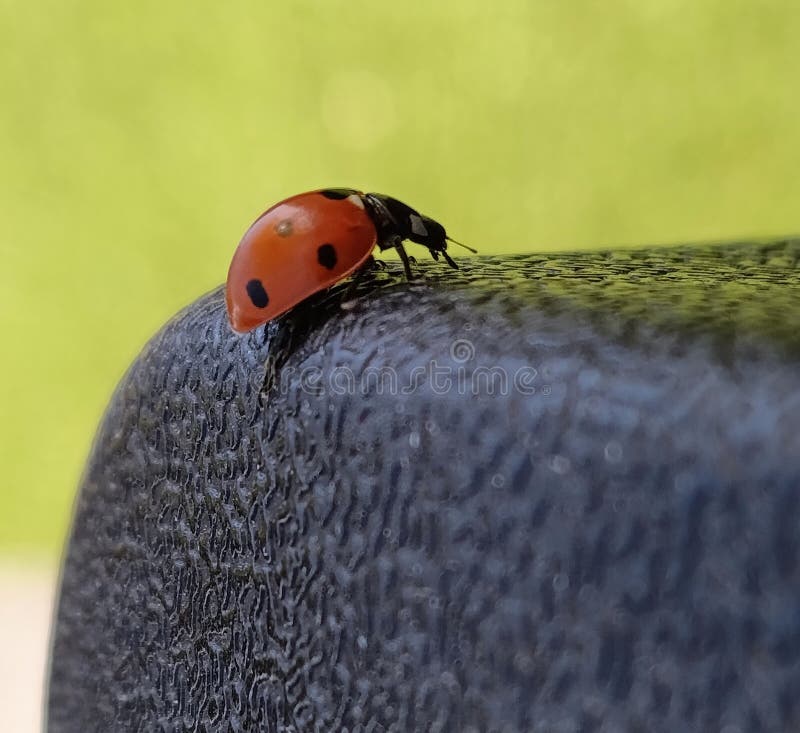 Ladybug Crawling on a Green Leaf from a Cucumber Stock Image - Image of ...