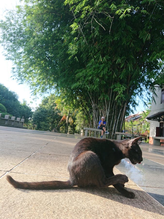 Low Angle Sitting Black Stray Cat at Public Park in the Morning Stock ...