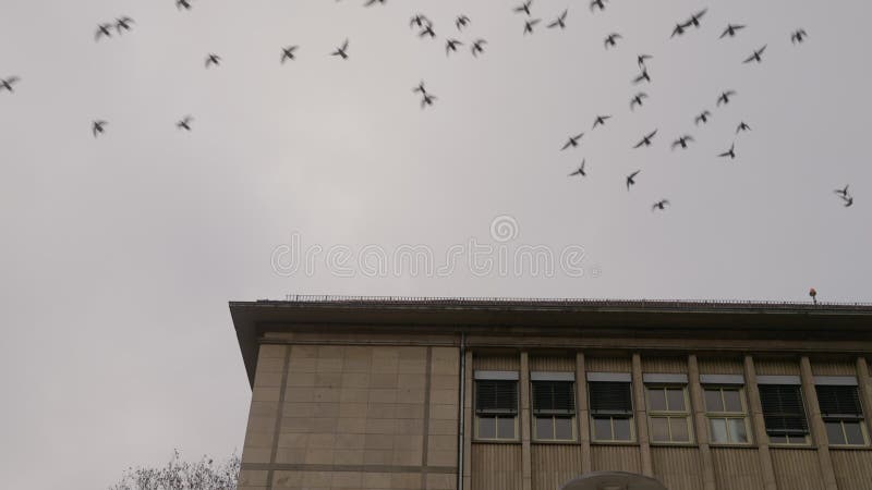Low Angle Slow Motion Footage of Flock of Birds Flying Over a Building ...