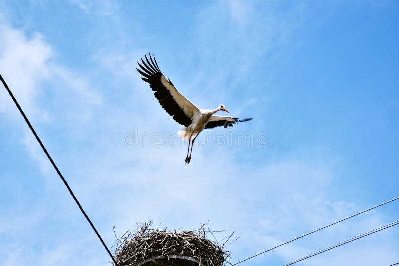 Low Angle of a Stork Soaring through the Sky, with a Nest Visible in ...