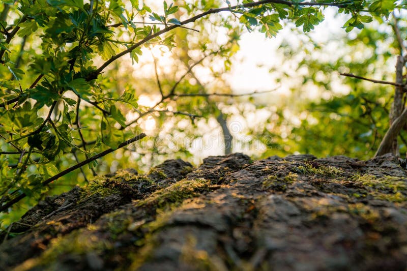 Low Angle of a Sturdy Tree Trunk Standing Proudly in a Forest ...