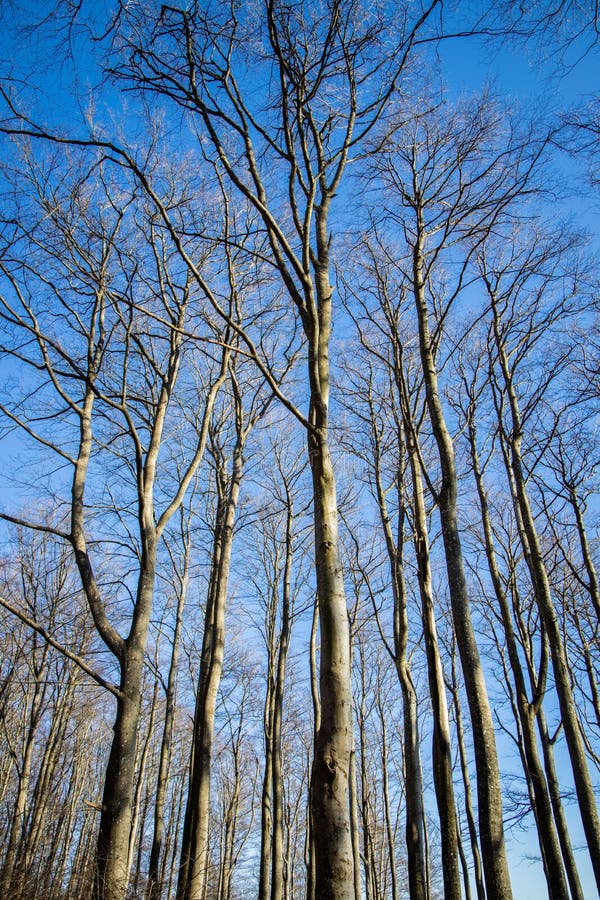 Low Angle of Tall Leafless Trees Under Blue Sky Stock Image - Image of ...