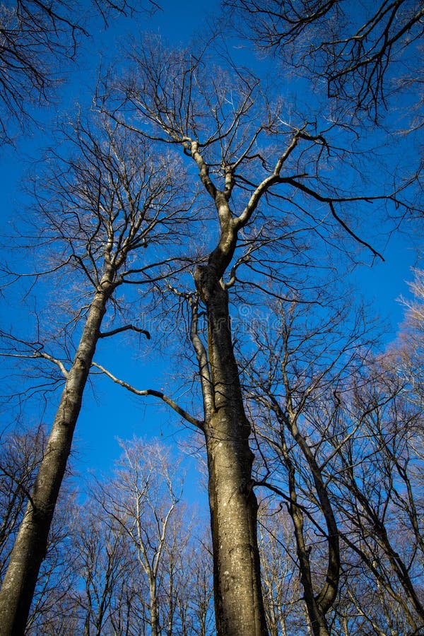 Low Angle of Tall Leafless Trees Under Blue Sky in the Winter Stock ...