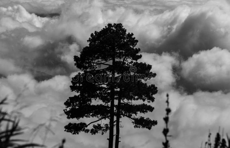 Low Angle of a Tall Lone Tree with Dramatic Clouds in the Background ...