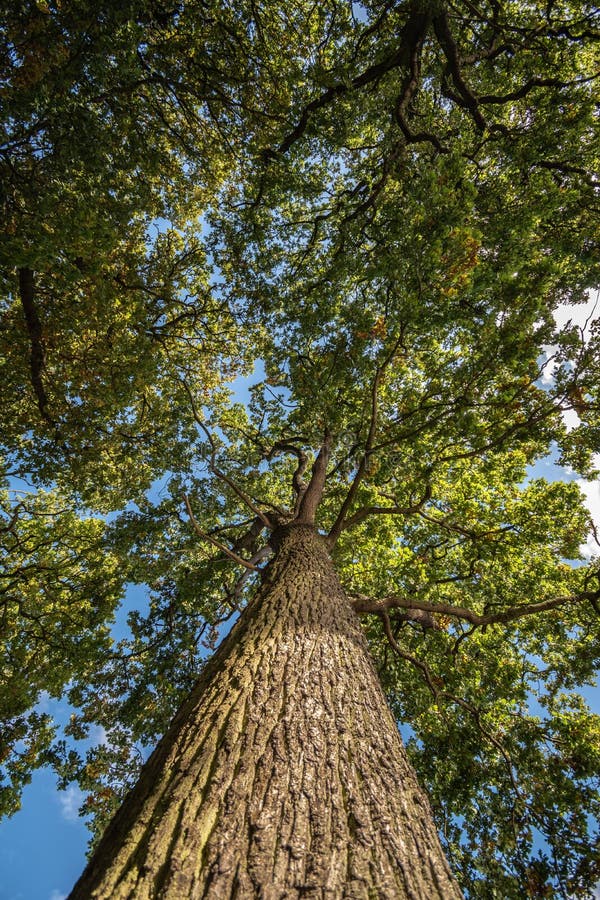 Low Angle of a Tall Tree with Dense Green Branches Stock Image - Image ...