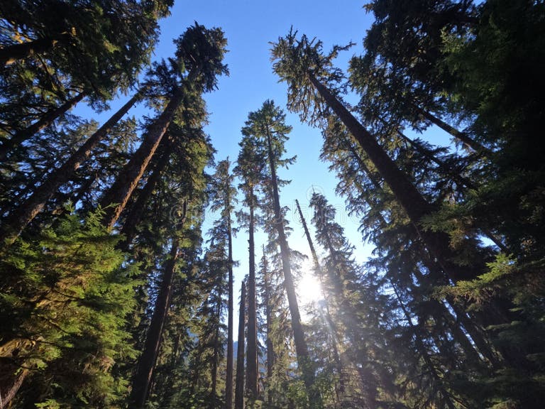 Low Angle of Tall Trees in the Forest. Stock Image - Image of national ...