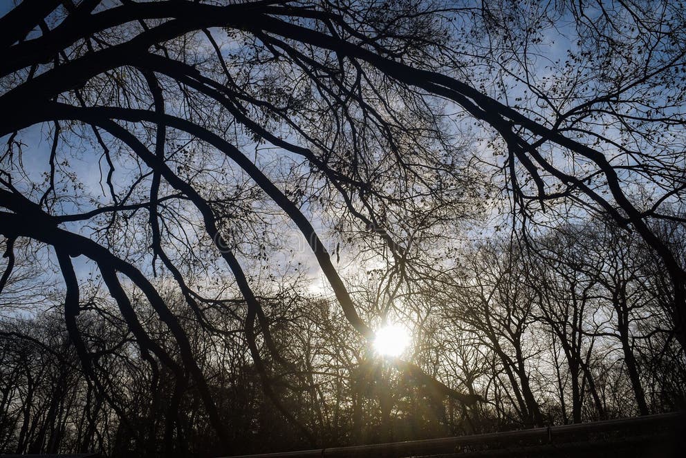 Low Angle of Tangled Deciduous Branches and the Sky and Sun Seen through Them Stock Image ...