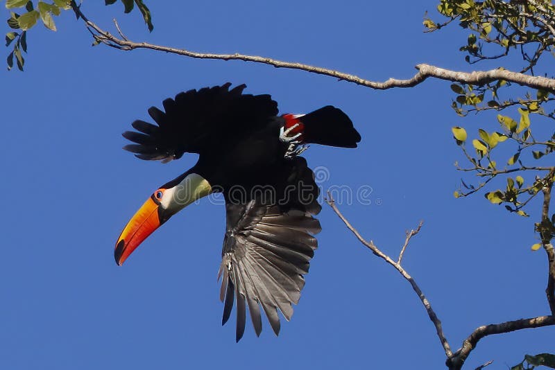 Low Angle of a Toco Toucan, Ramphastos Toco Captured Flying Against the ...