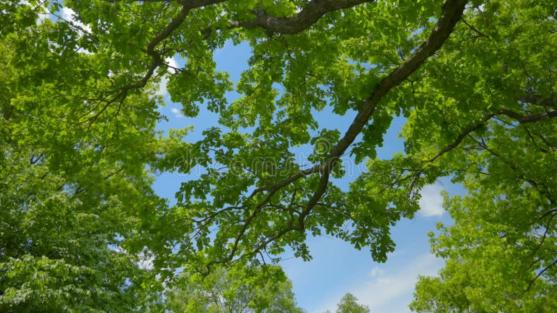 Low Angle of Tree Leaves Moving in the Wind. Stock Footage - Video of ...