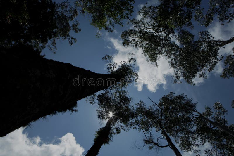 Low Angle of Trees on the Cloudy Sky Stock Image - Image of beautiful ...