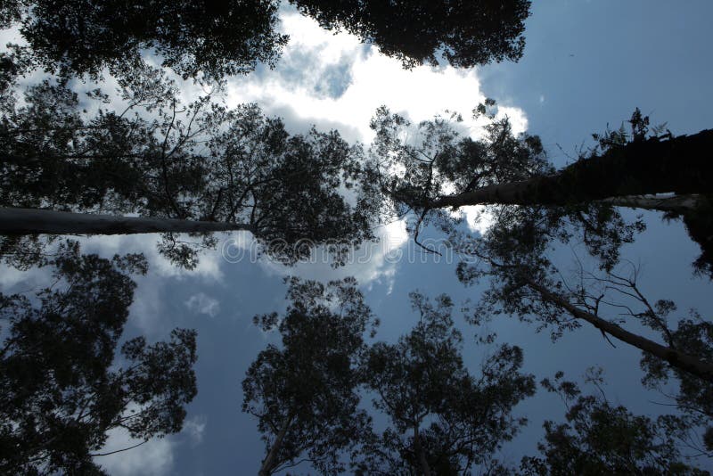 Low Angle of a Trees Branches in Forest in Tirumala Stock Image - Image ...