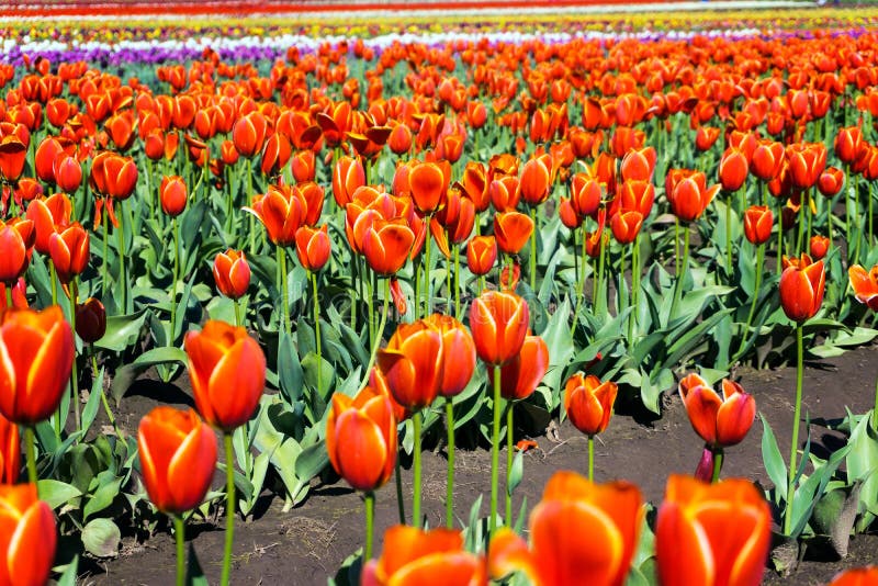 A Tulip with View from Below into the Blue Sky Stock Image - Image of ...