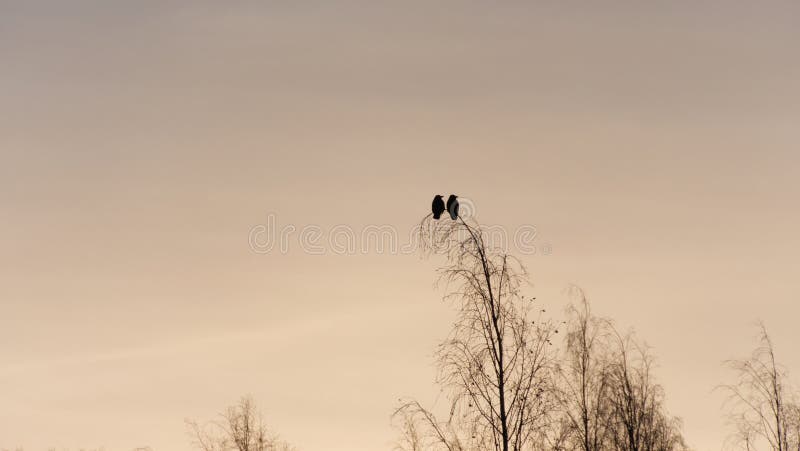 Low-angle of Two Crows on Dry Treetop, Trees and Black Birds at Dusk in ...