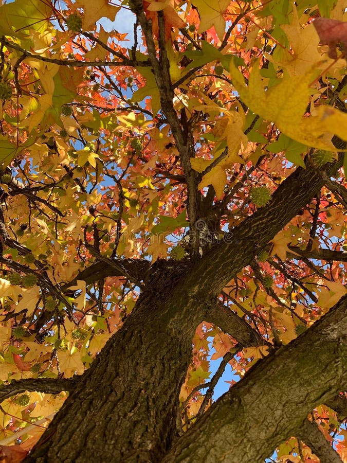 Low-angle Vertical of Autumn Sweetgum with Sky Seen through Trees Stock ...