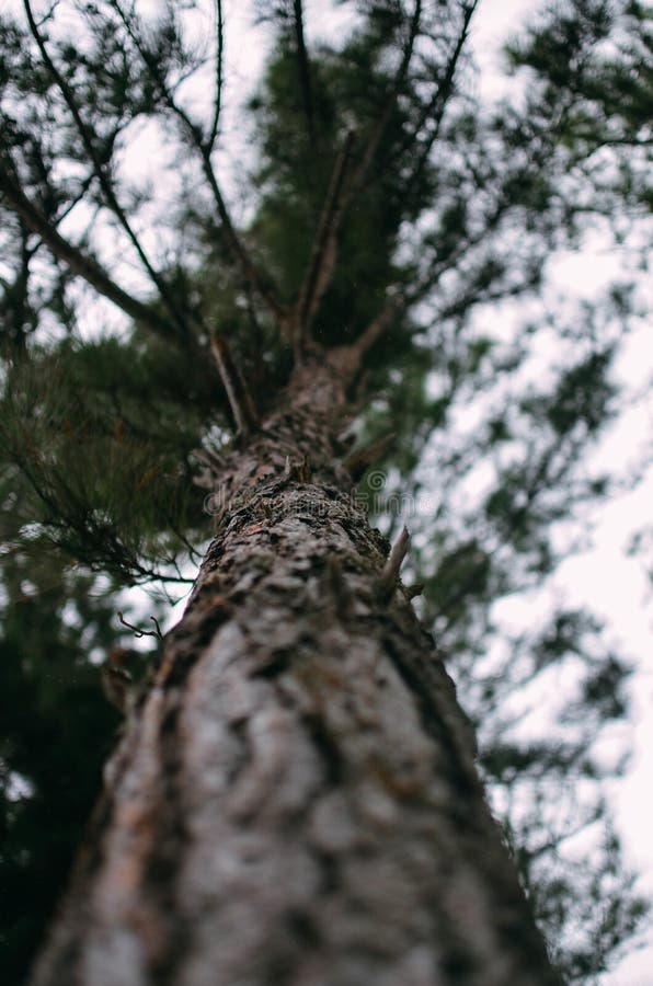 Low Angle Vertical Shot of a Big Pine Tree Stock Photo - Image of ...