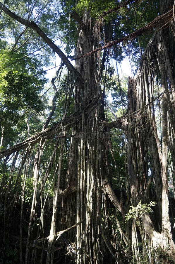 Low Angle Vertical Shot of a Curtain Fig Tree in a Forest Stock Photo ...