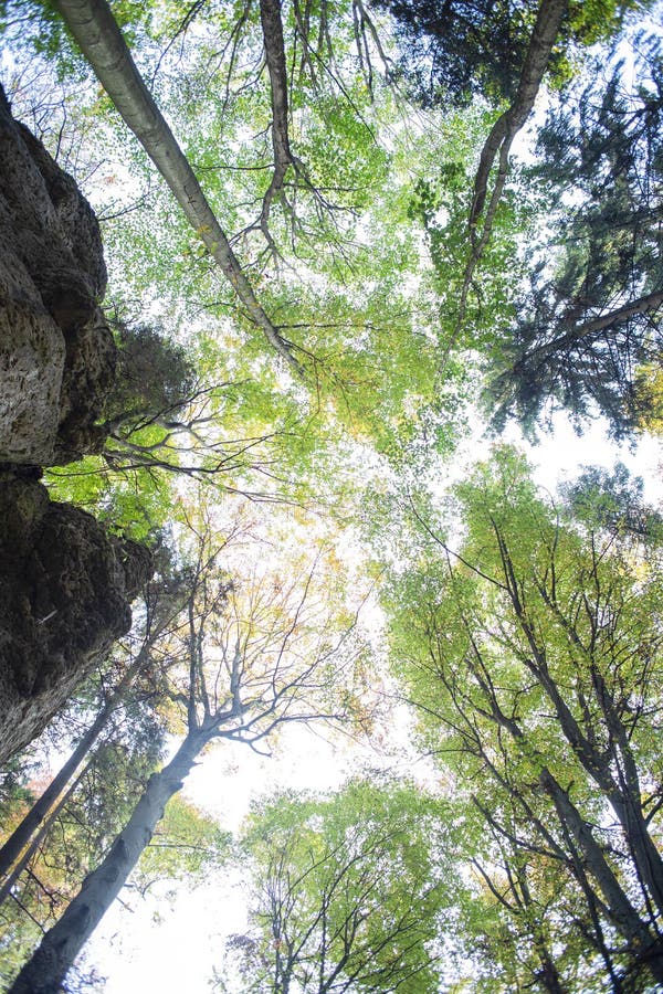 Low Angle Vertical Shot of a Forest with Green-leafed Trees Stock Photo ...