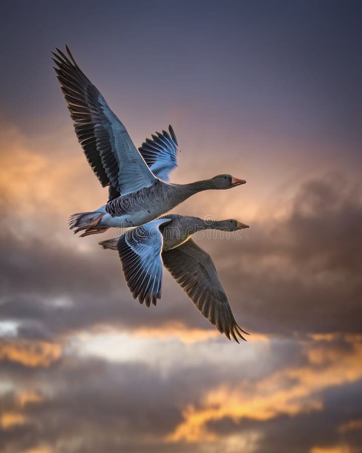 Low-angle Vertical Shot of Geese Birds Flying in the Sky with Sunset ...