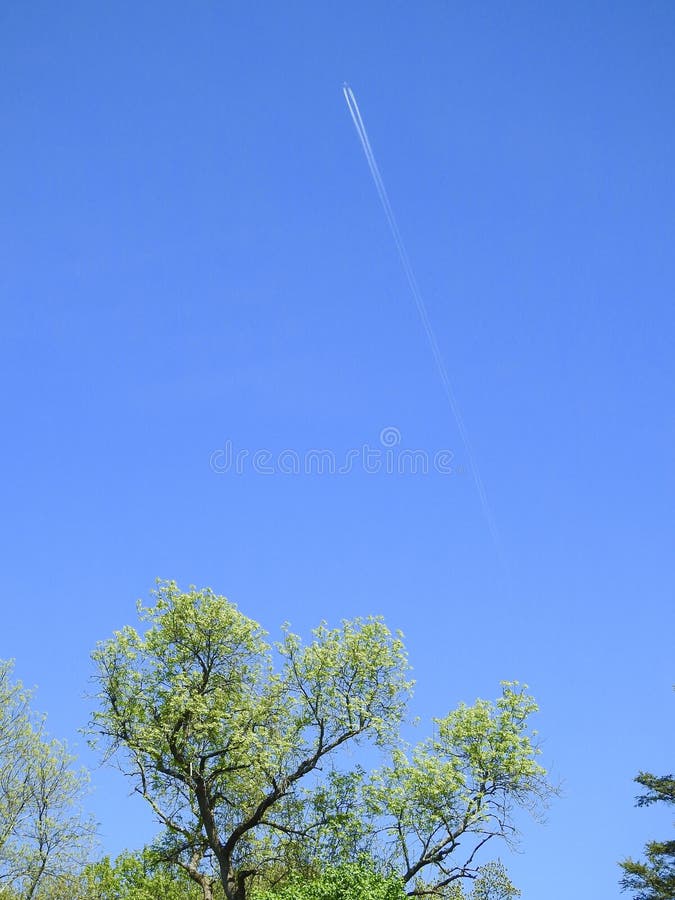 Low Angle Vertical Shot of a Green-leafed Tree and a White Plane Trace ...