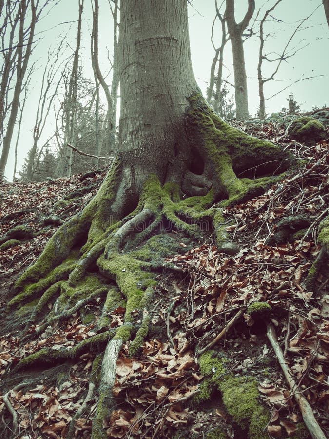 Low Angle Vertical Shot of the Mossy Tree Roots and Dry Leaves on the ...