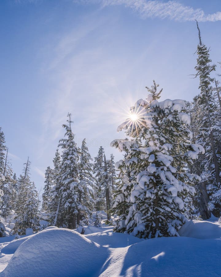 Low Angle Vertical Shot of Snow-covered Trees in Winter Scene with Sun ...