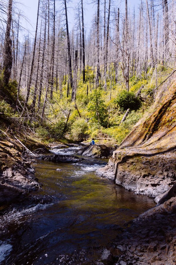 Low Angle Vertical Shot of a Stream in Gifford Pinchot National Forest ...