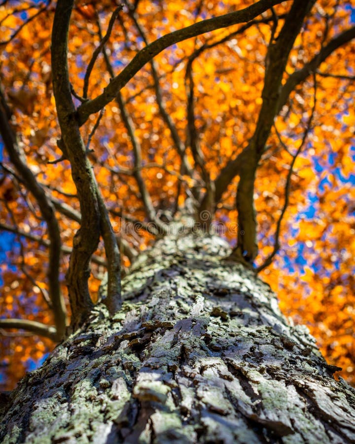 Low Angle Vertical Shot of the Thick Textured Tree Trunk with Its ...