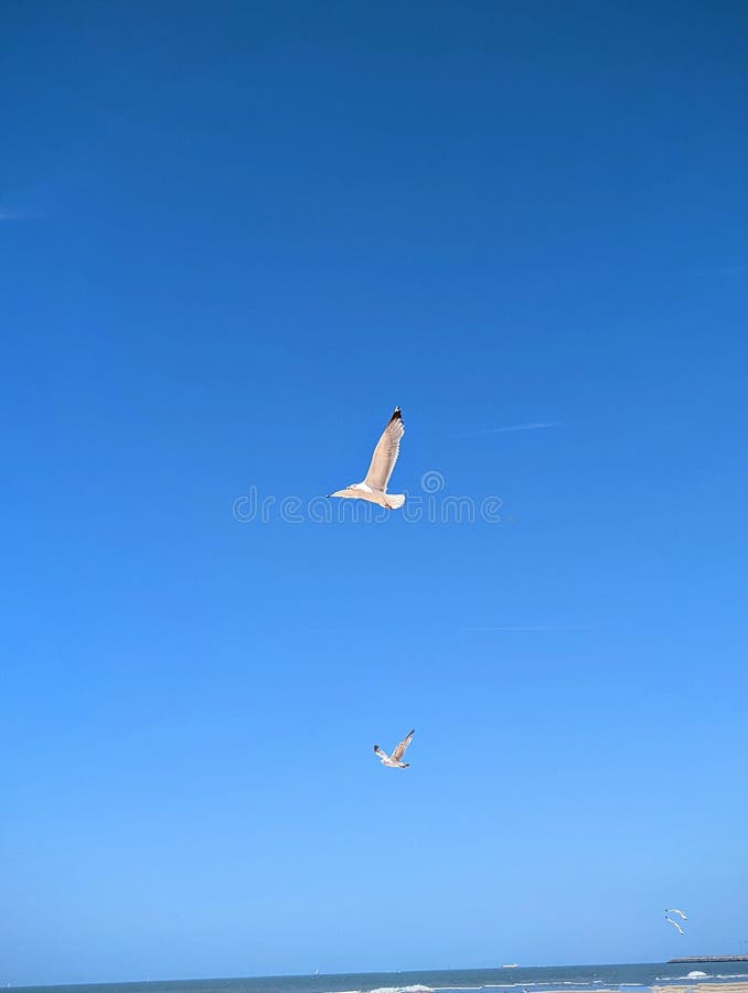 Low-angle Vertical Shot of Two White Birds Flying in the Air with a ...