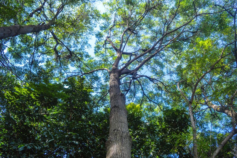 Low Angle View of an Acacia Tree in the Middle of the Forest Stock ...