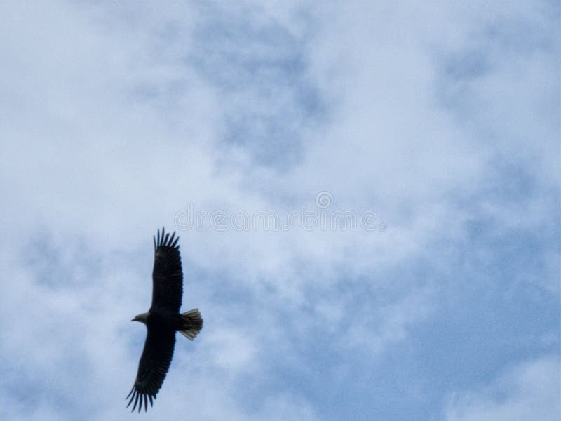 Low-angle View of an Andean Condor Flying in the Blue Cloudy Sky Stock ...