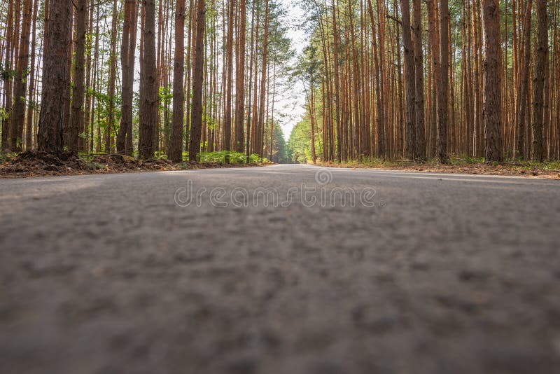 Low Angle View of Asphalt Road in the Forest Stock Image - Image of ...