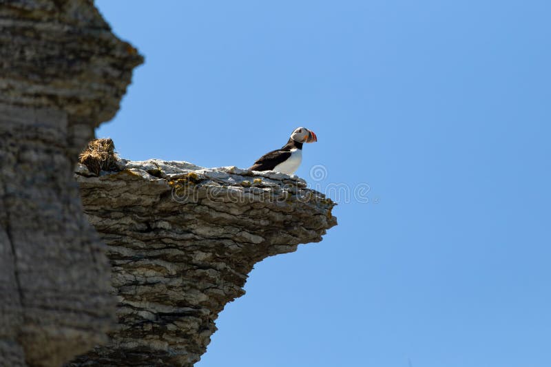 Low Angle View of Atlantic Puffin Standing on Nesting Cliff Ledge Stock ...
