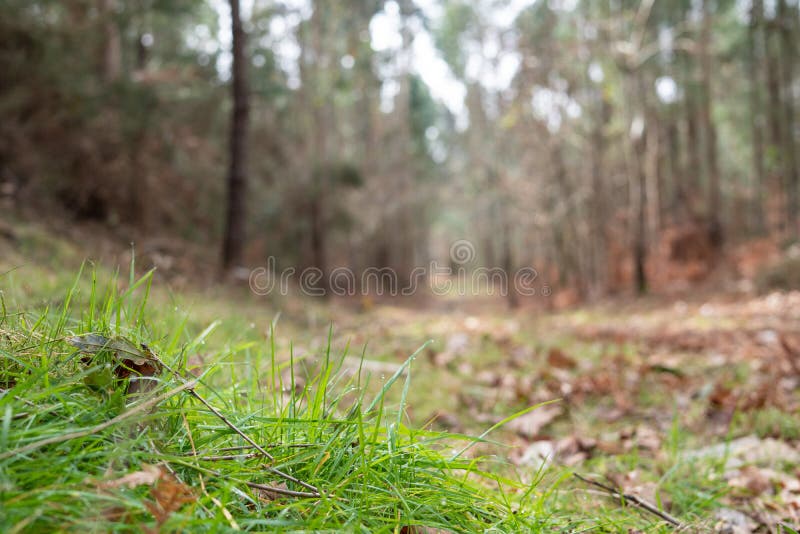 Low Angle View of a Autumn Forest. Defocus Background Stock Photo ...