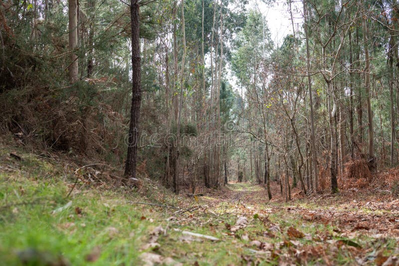 Low Angle View of a Autumn Forest Stock Photo - Image of autumn, grass ...