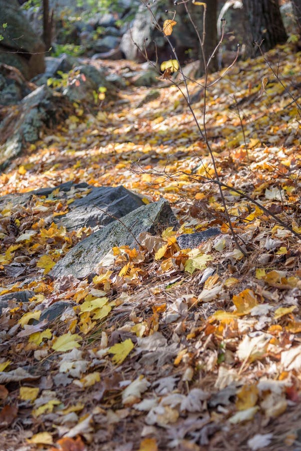 Low Angle View of Autumn Leaves on Forest Trail Stock Image - Image of ...